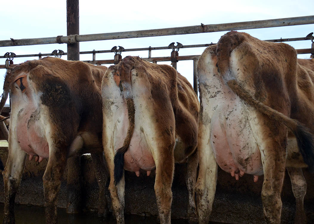 CALIFORNIA GOLD SALE – TODAY! – Jersey Marketing Service