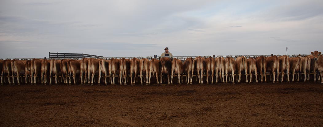 Jerseyland California Gold Sale – TODAY – Jersey Marketing Service