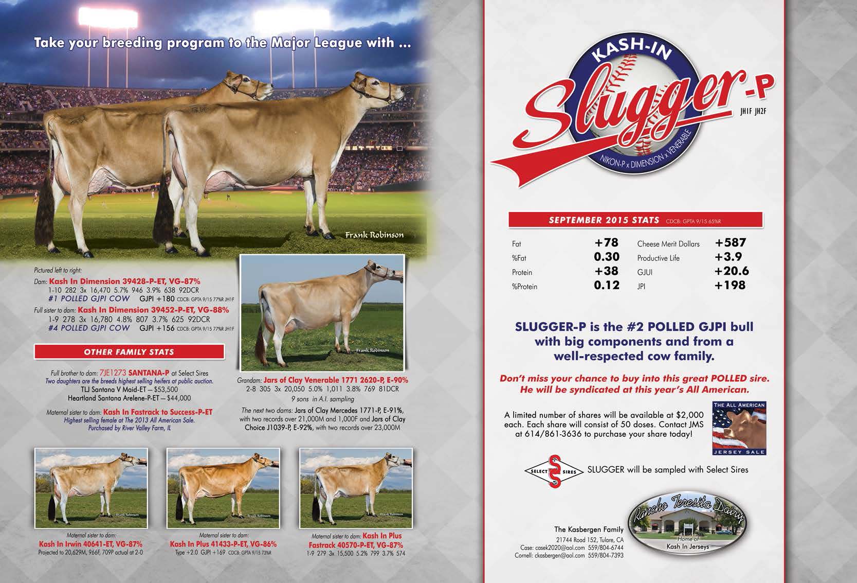 All American Syndicate Bulls – Jersey Marketing Service