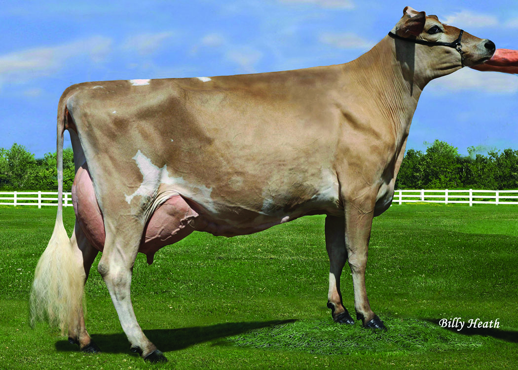 Southeast Invitational – Cow Families – Jersey Marketing Service