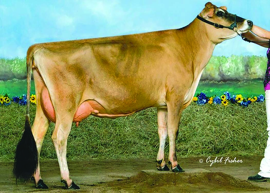 61st Annual National Heifer Sale – Jersey Marketing Service