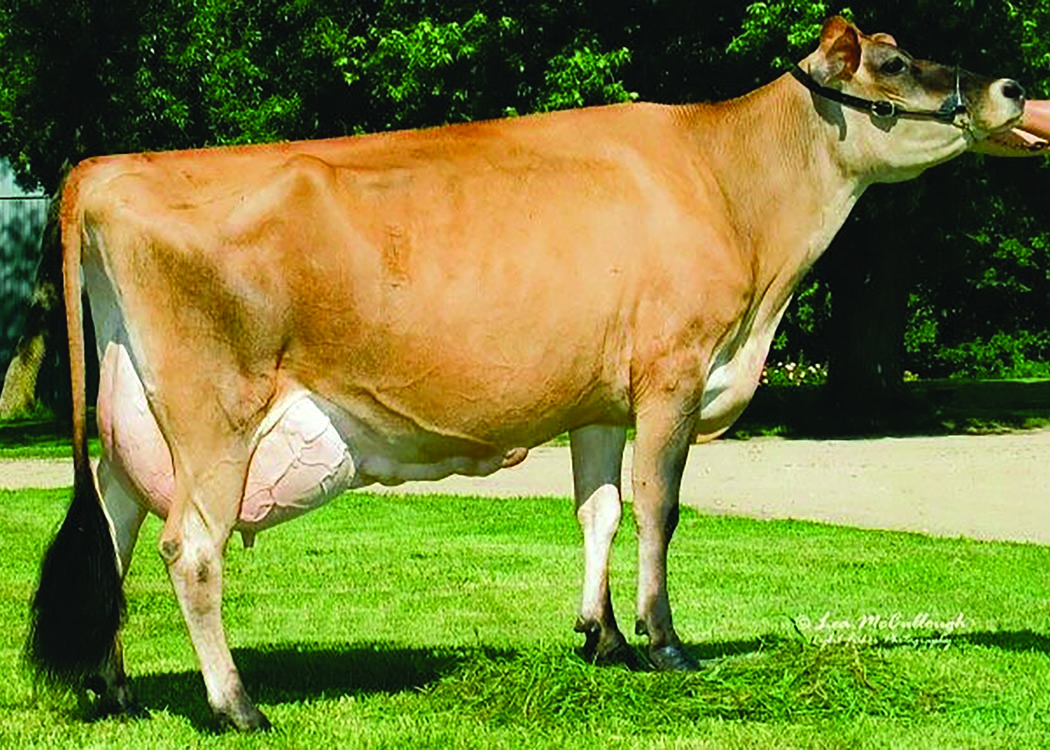 61st Annual National Heifer Sale – Jersey Marketing Service